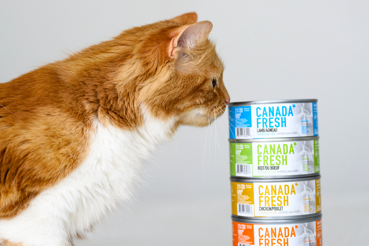 Canada Fresh Cat